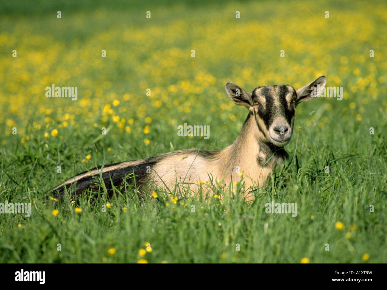 Alpine goat hi-res stock photography and images - Alamy