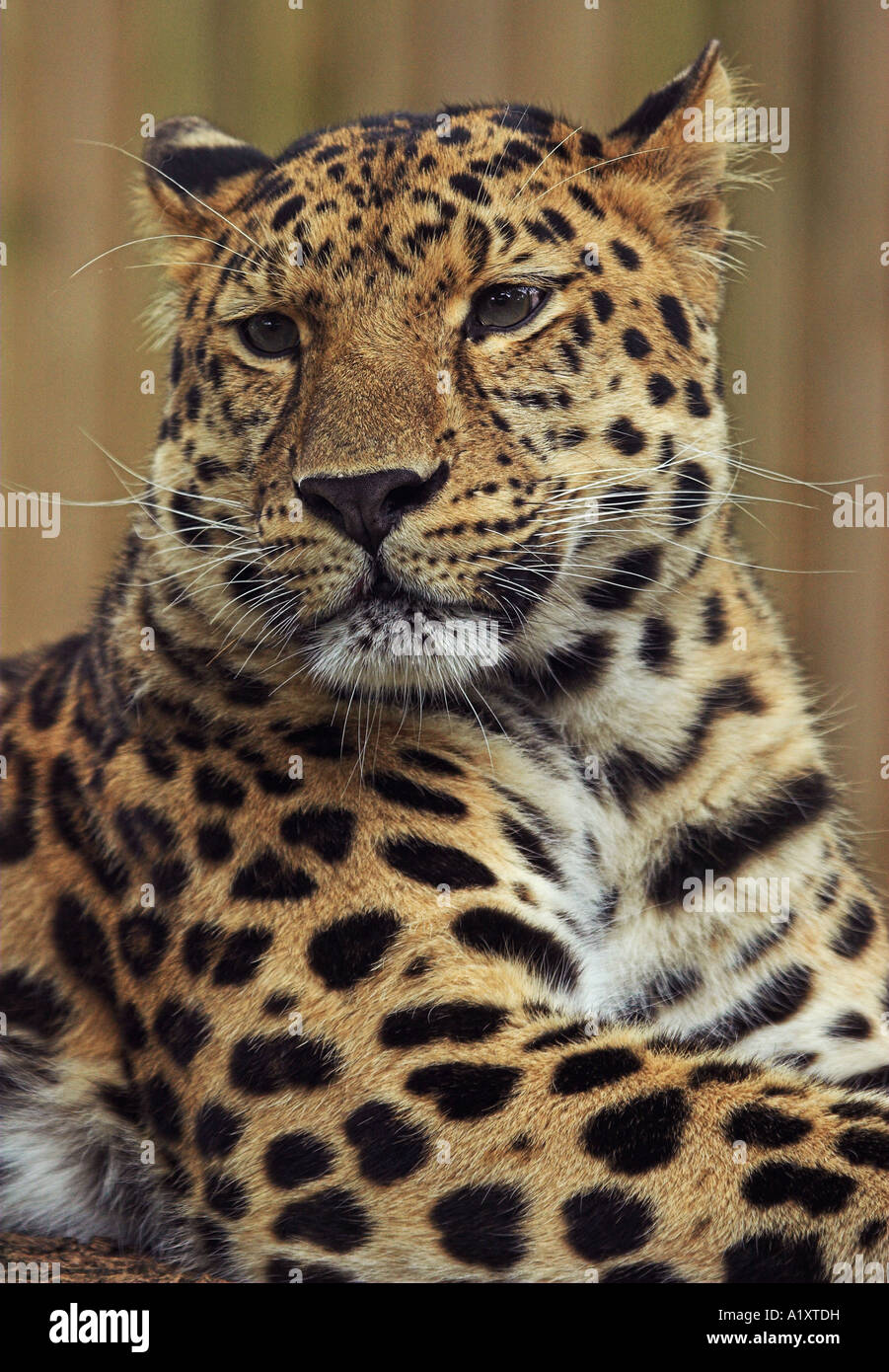An adult amur leopard rests on a tree Stock Photo - Alamy