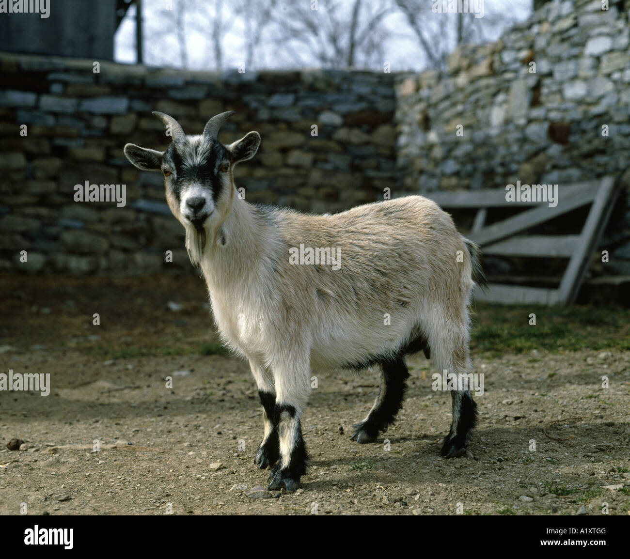 PYGMY GOAT (DOE Stock Photo - Alamy