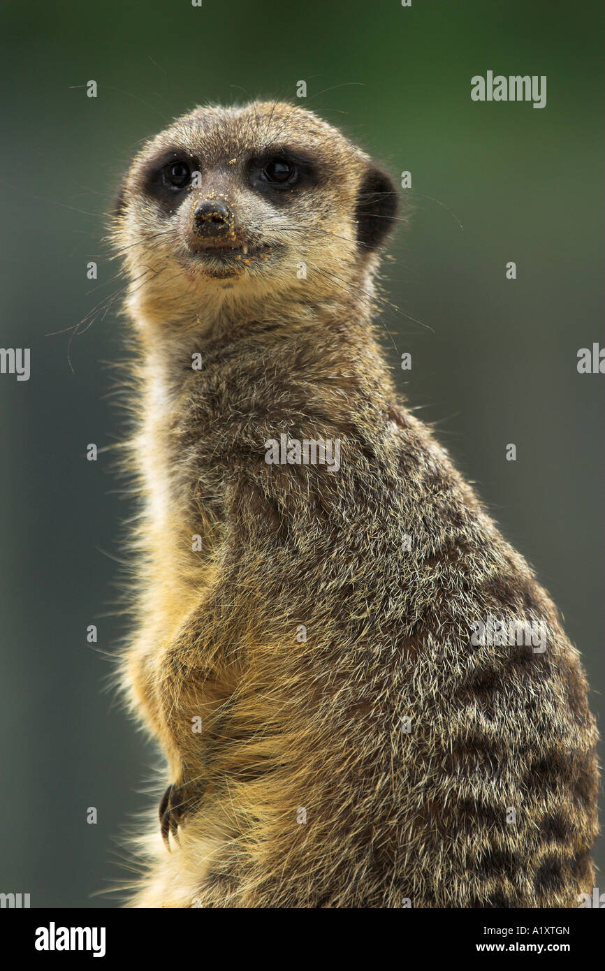 An adult meerkat stands on watch Stock Photo - Alamy