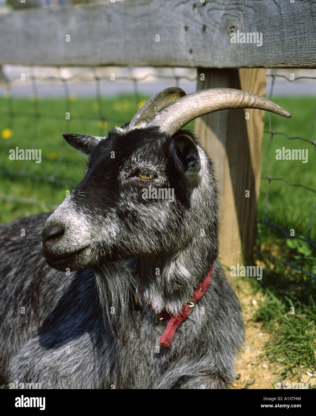 PYGMY GOAT (DOE Stock Photo - Alamy
