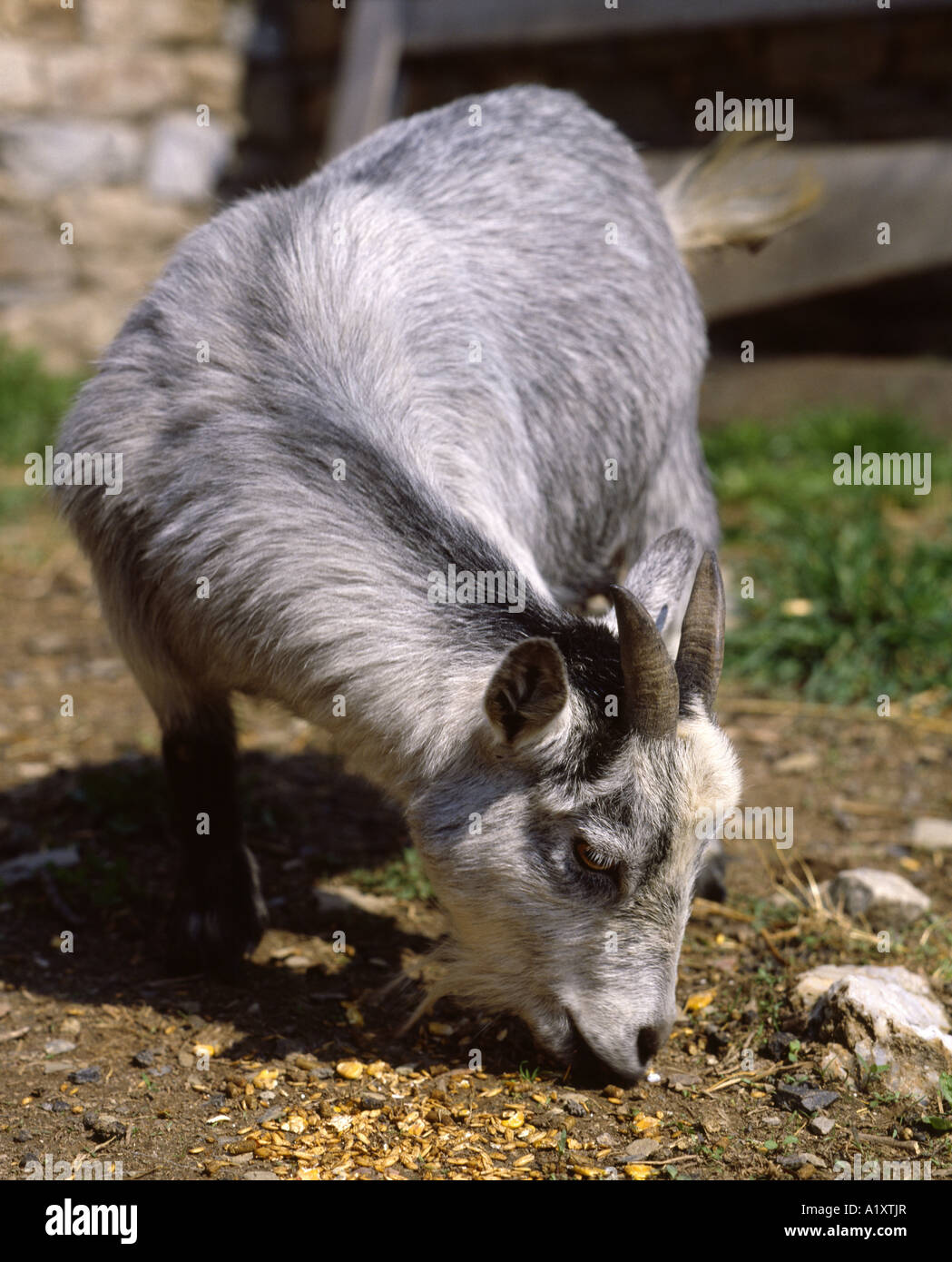 PYGMY GOAT (DOE Stock Photo - Alamy