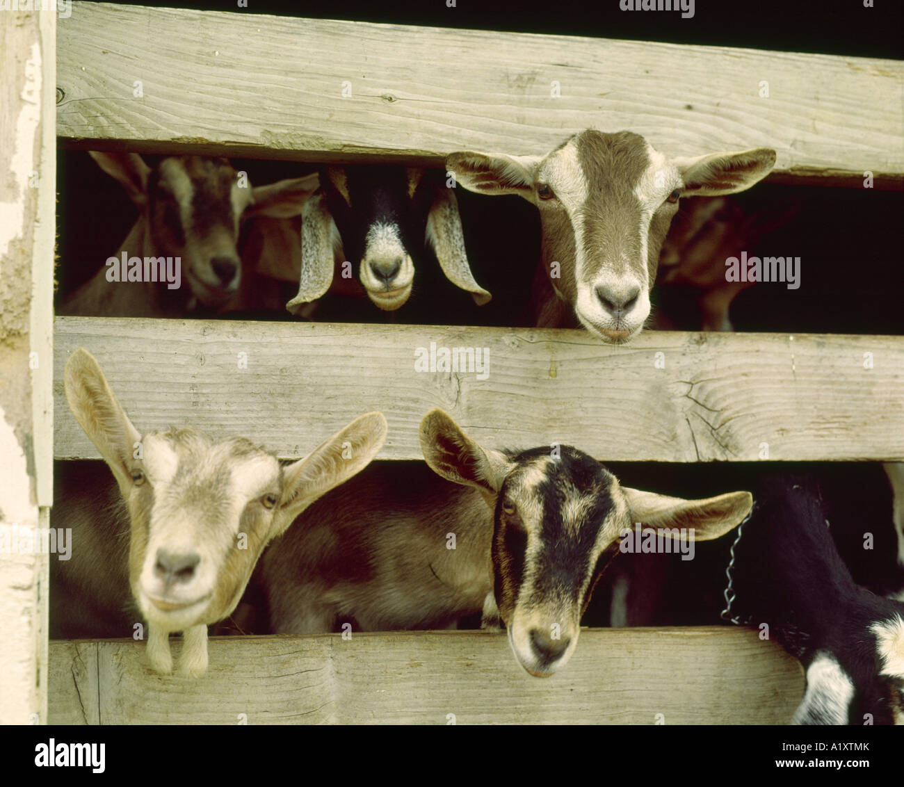 Six goats hi-res stock photography and images - Alamy