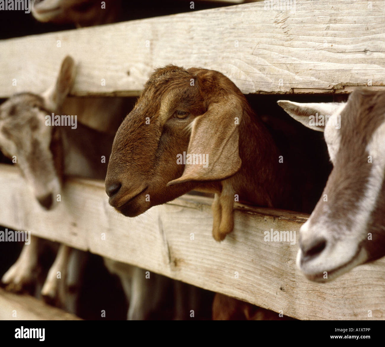 Goat cross hi-res stock photography and images - Alamy