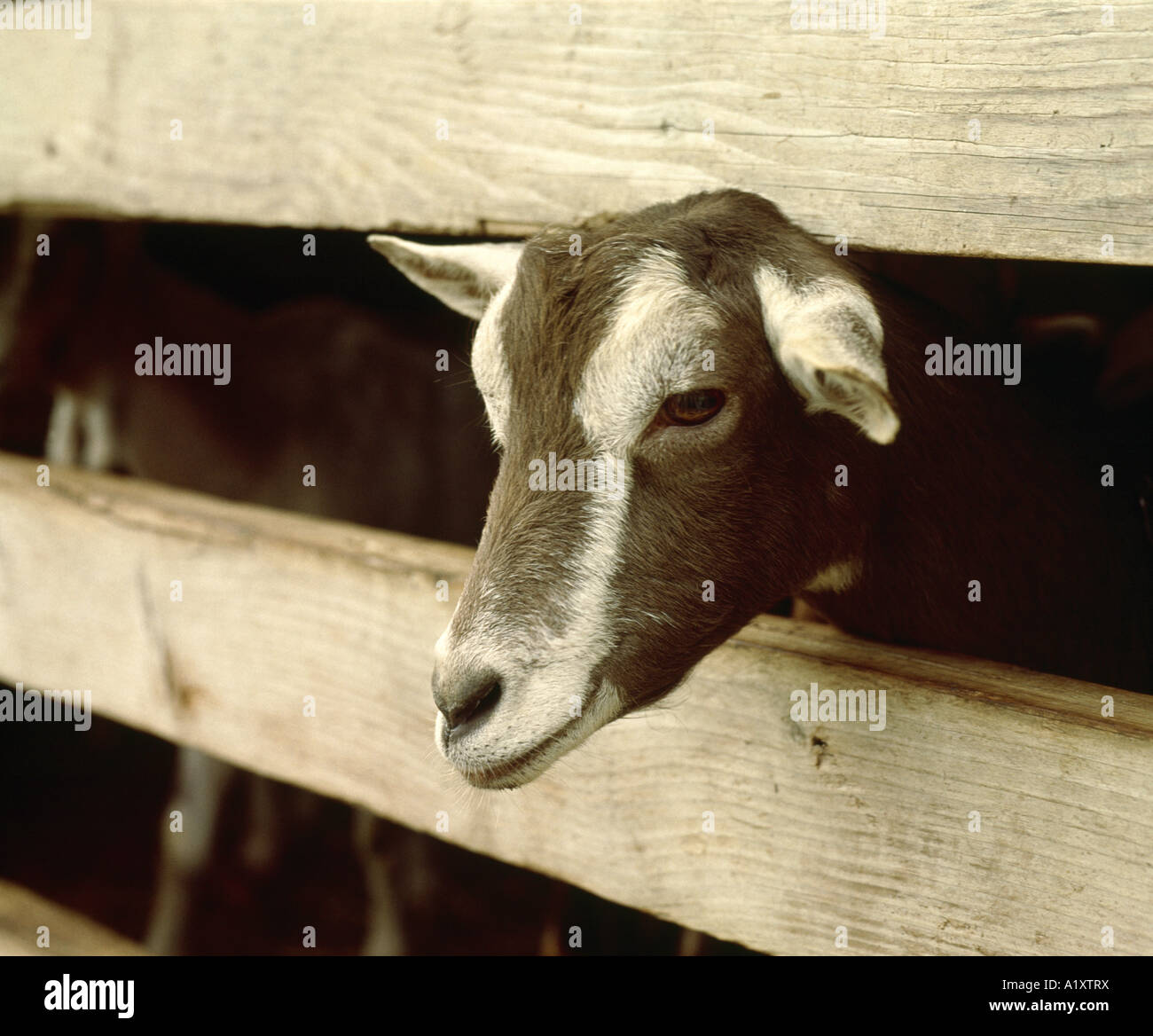 TOGGENBURG CROSS GOAT Stock Photo - Alamy