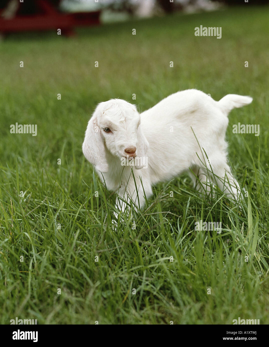 Goat cross hi-res stock photography and images - Alamy