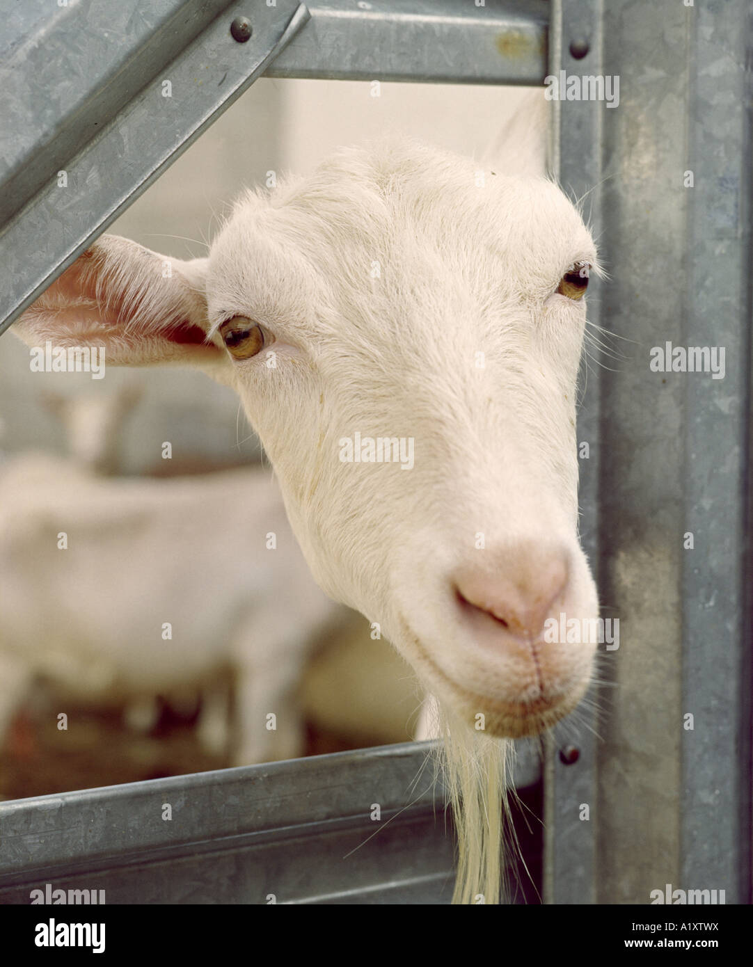 Goat cross hi-res stock photography and images - Alamy