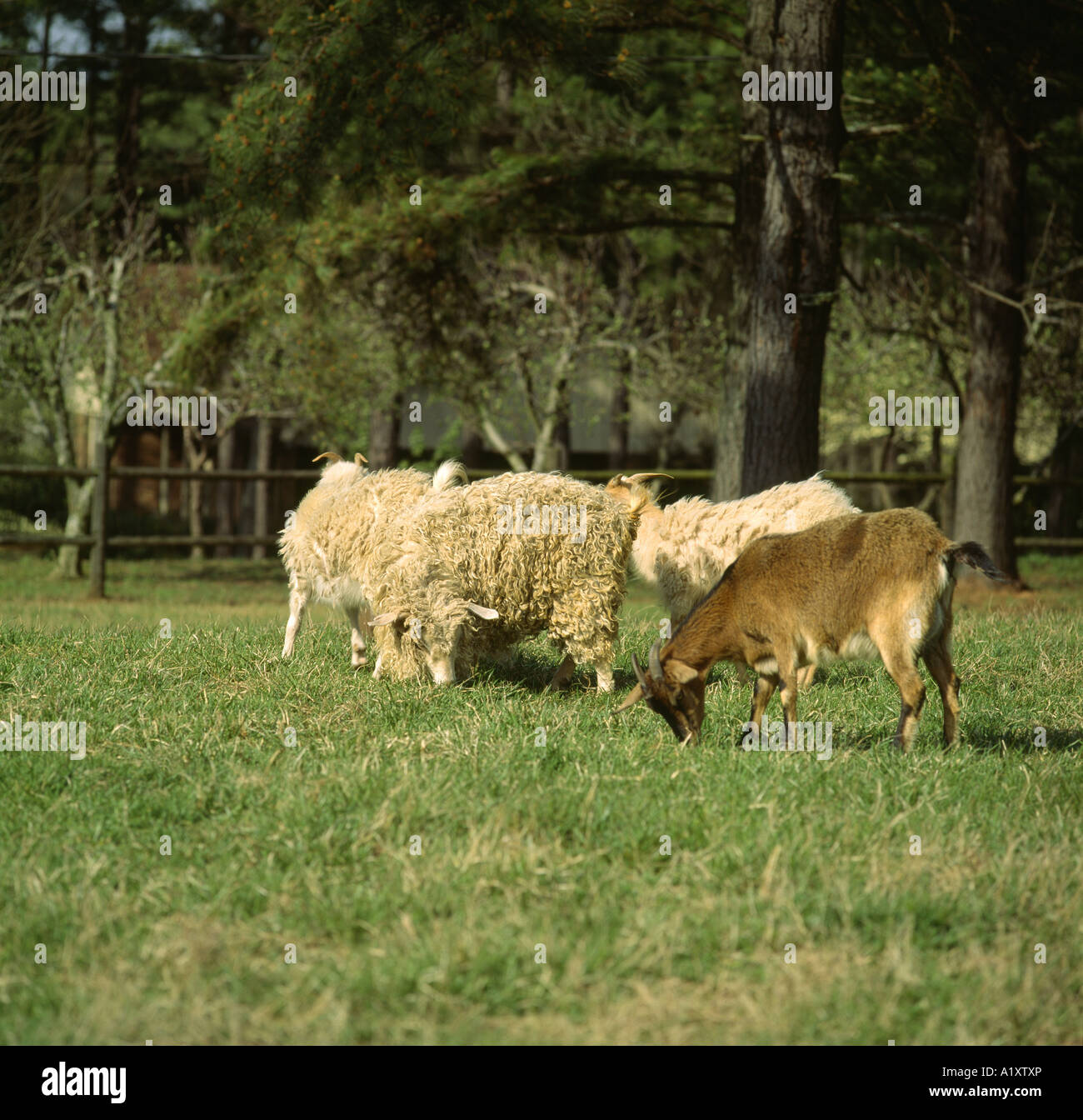 Georgia Farm Goat High Resolution Stock Photography and Images - Alamy