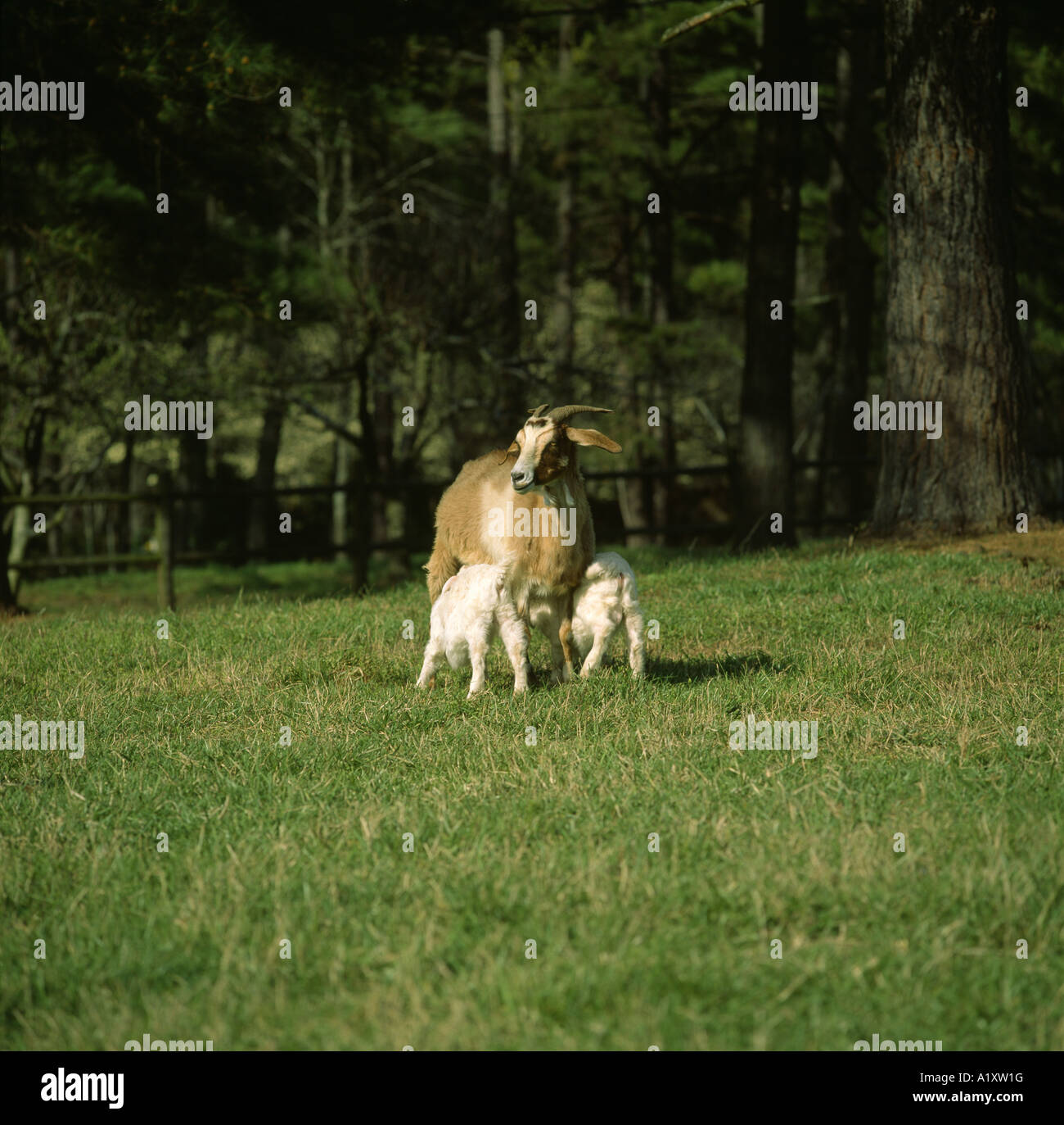 MIXED BREED OF GOATS / GEORGIA Stock Photo - Alamy