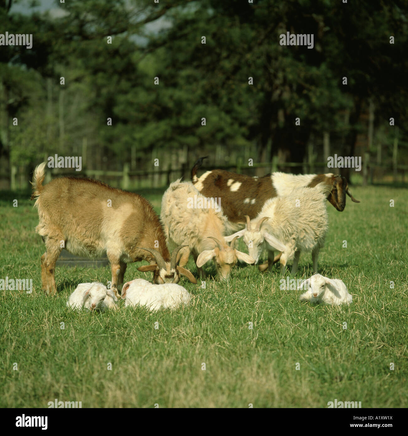Georgia farm goat hi-res stock photography and images - Alamy