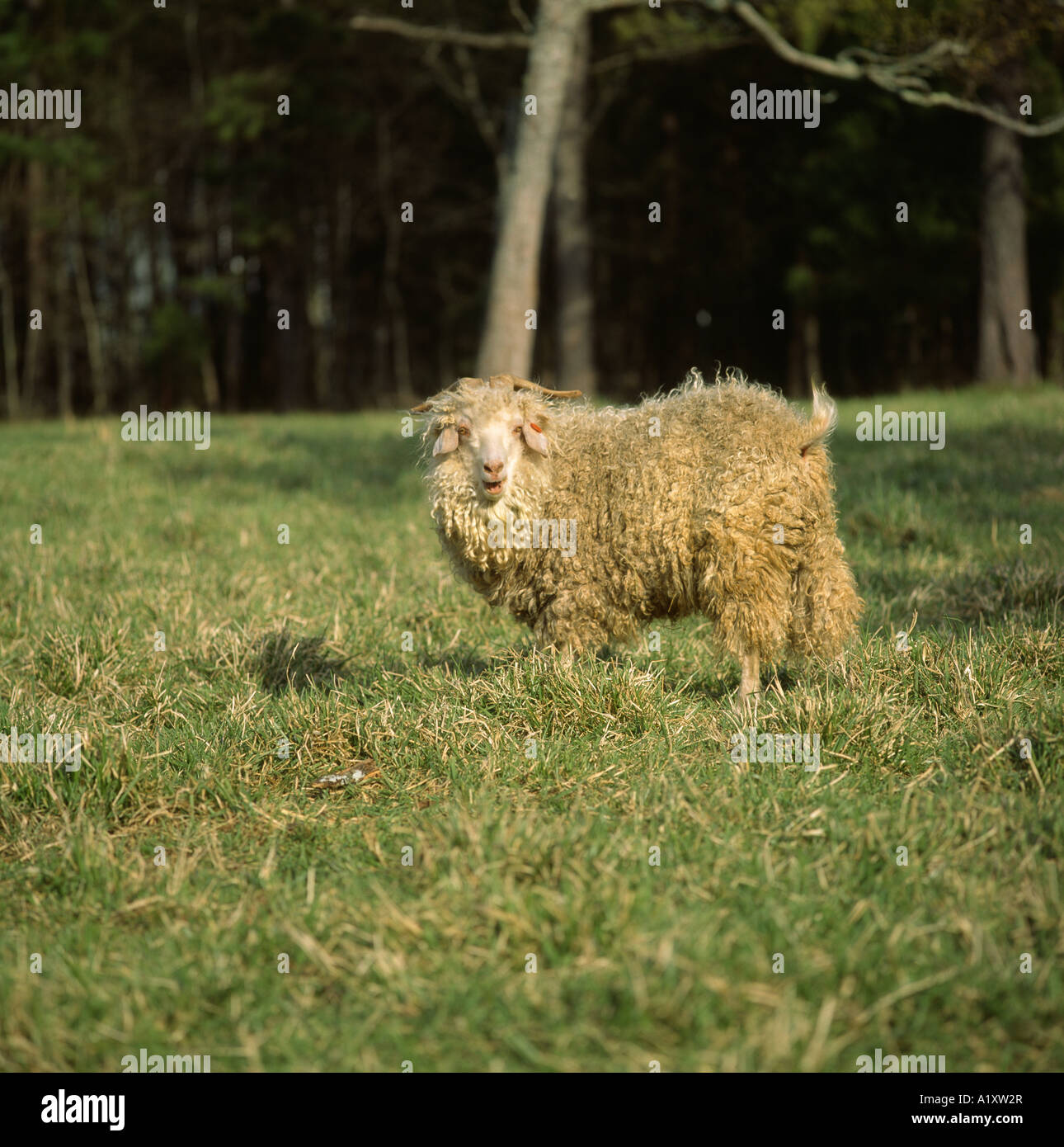 Angora sheep hi-res stock photography and images - Alamy