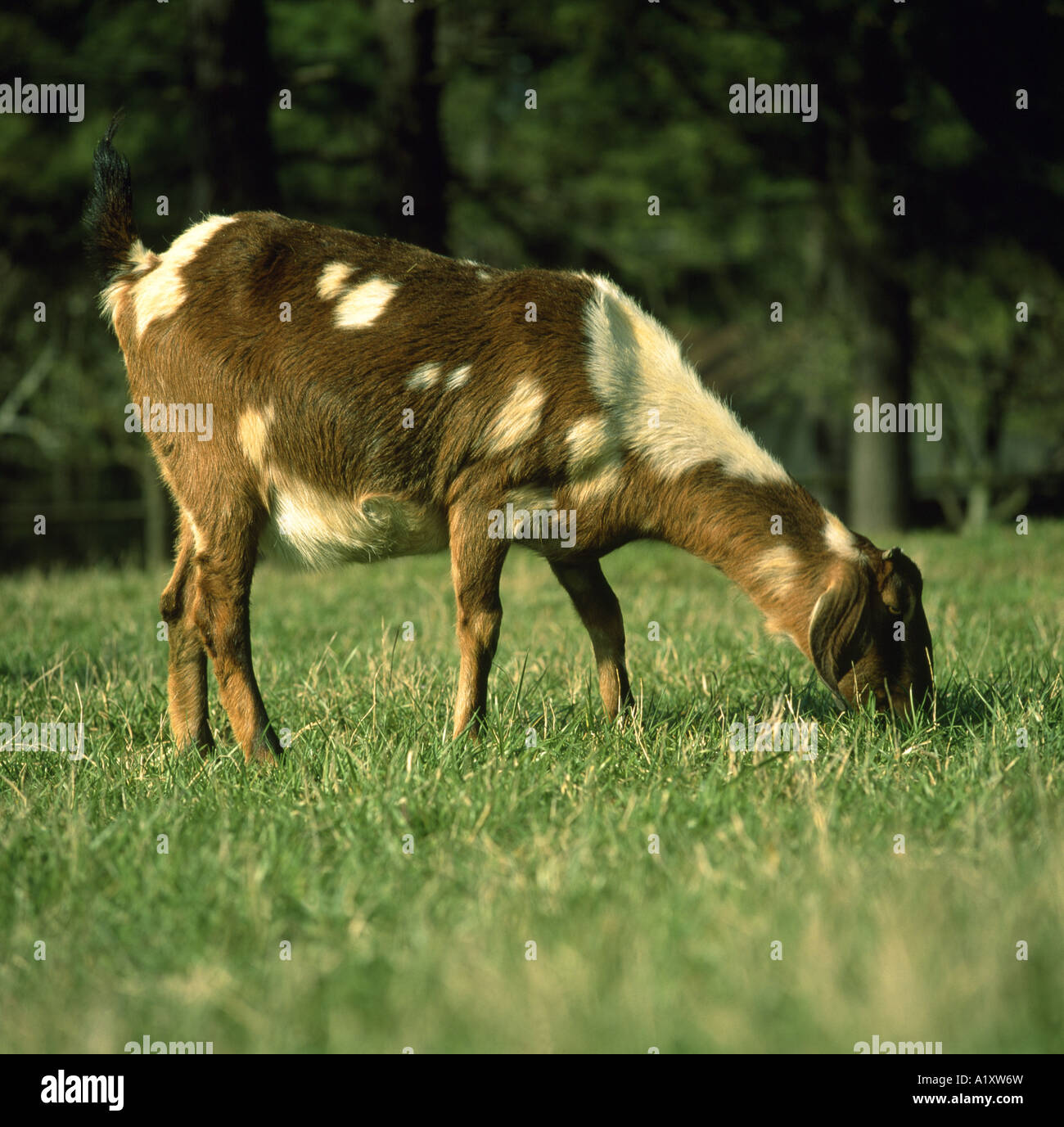 Georgia Farm Goat High Resolution Stock Photography and Images - Alamy