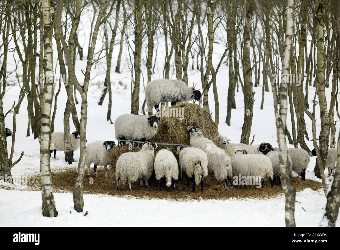 Sheep eating a bale of hay in snow near Hathersage in the Derbyshre ...