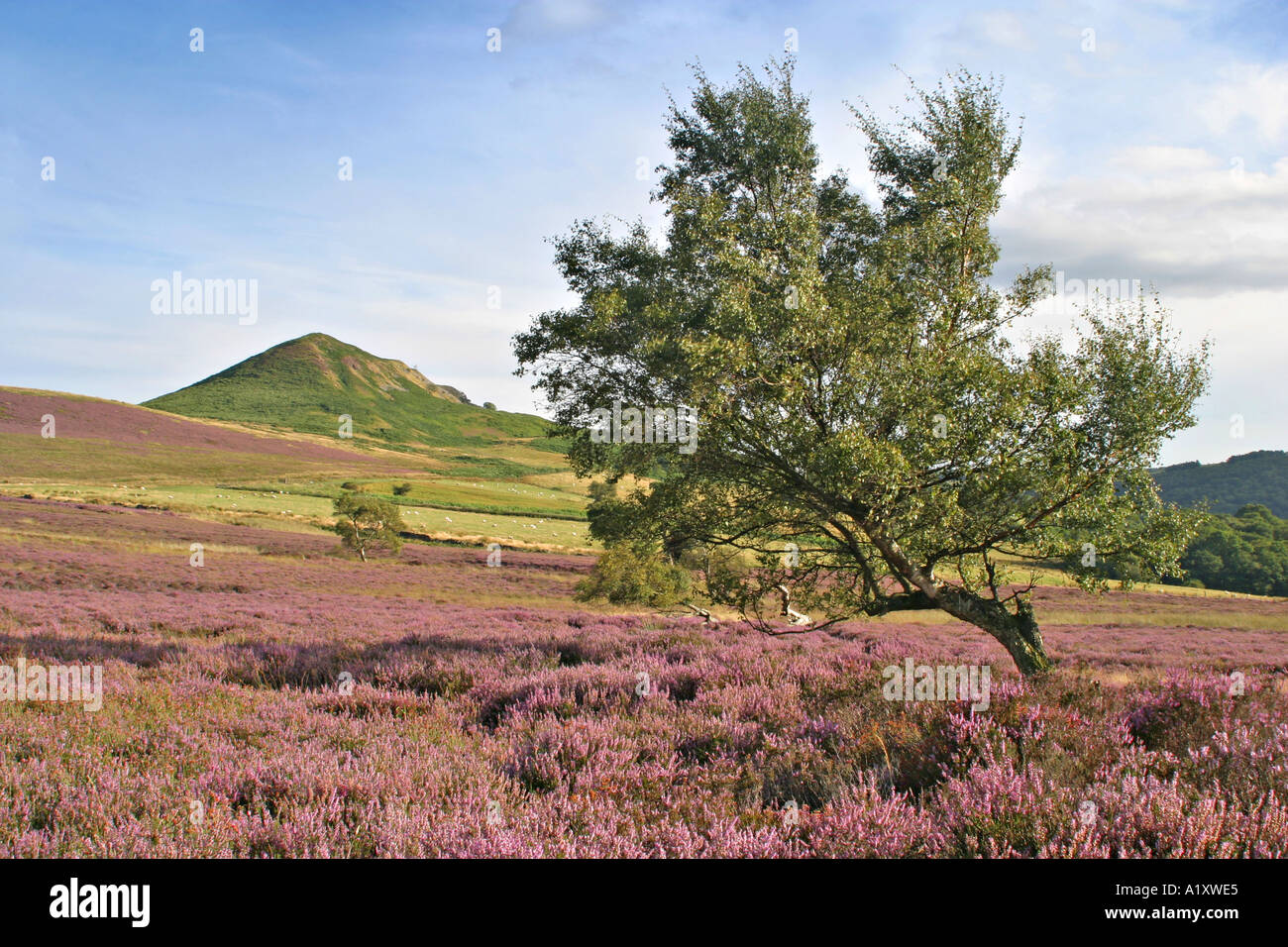 North York Moors National Park UK Hawnby Hill and Moor at heather time ...