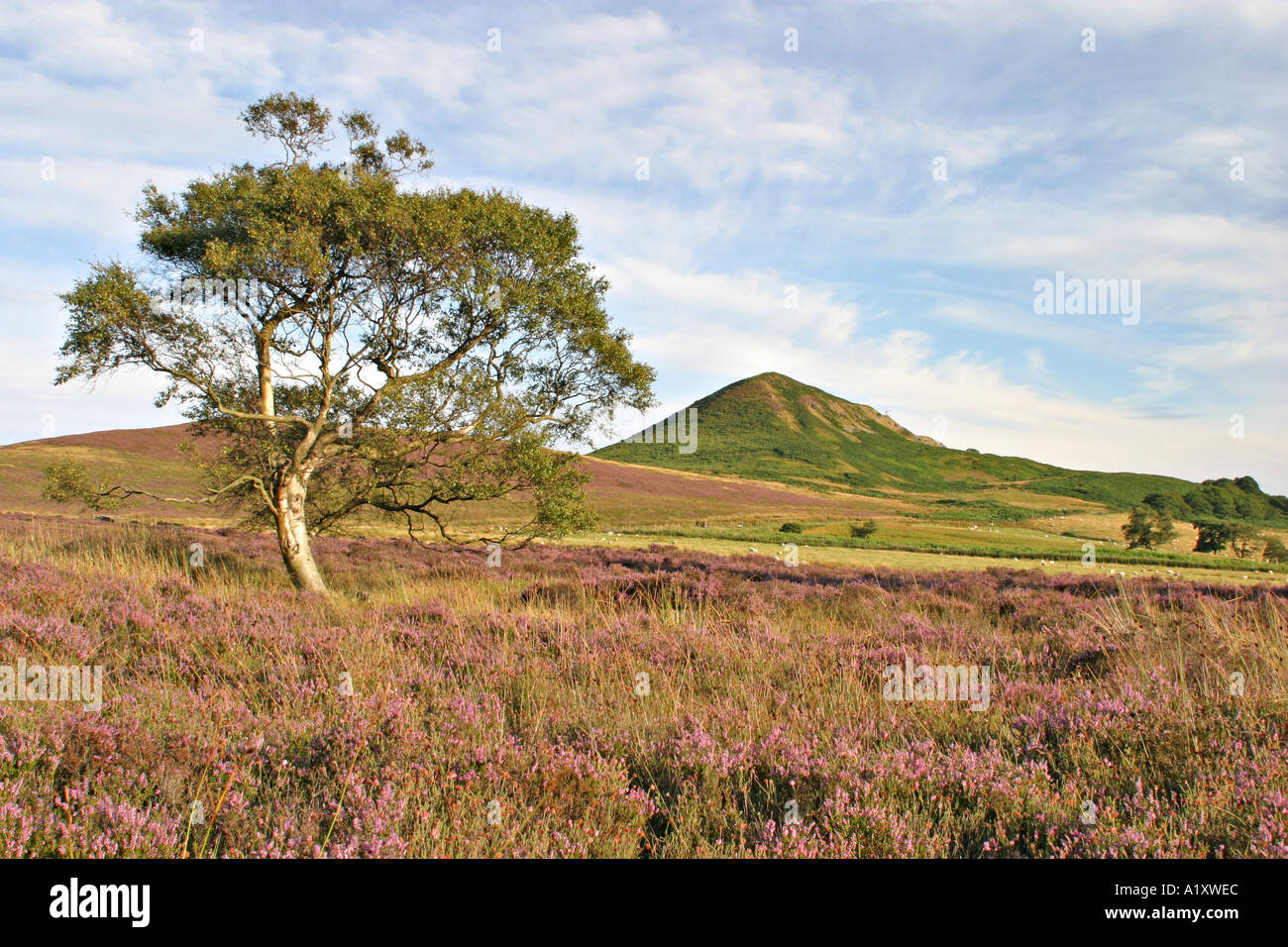 North York Moors National Park UK Hawnby Hill and Moor at heather time ...