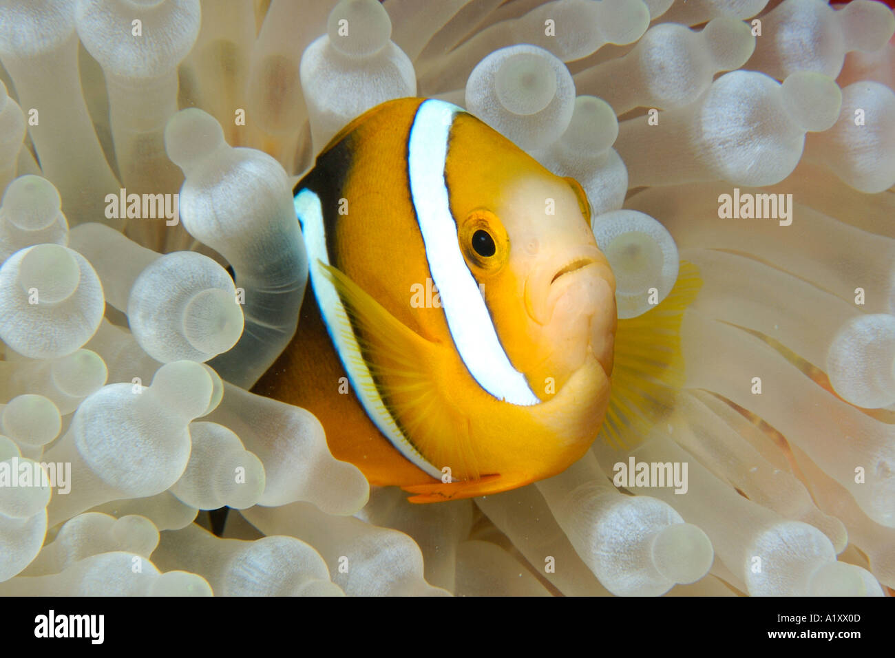 Three banded clownfish hi-res stock photography and images - Alamy