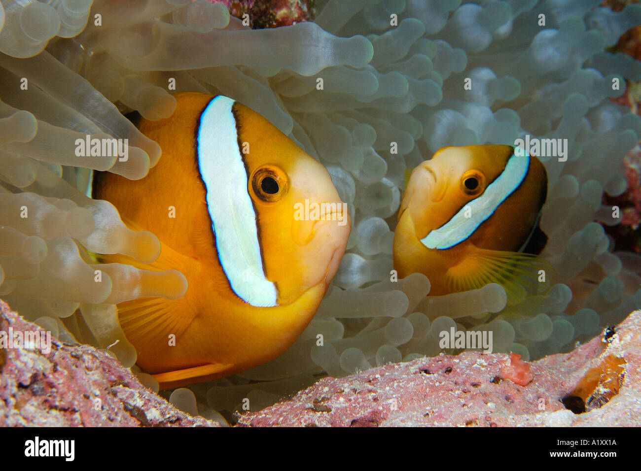 Two fish facing hi-res stock photography and images - Alamy