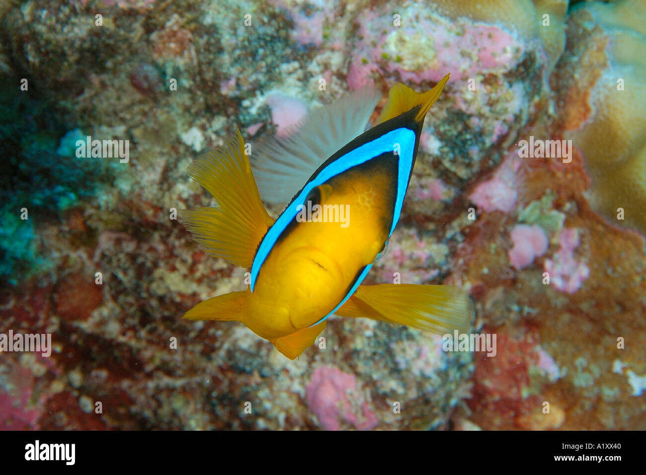 Orange finned anemonefish Amphiprion chrysopterus Namu atoll Marshall ...