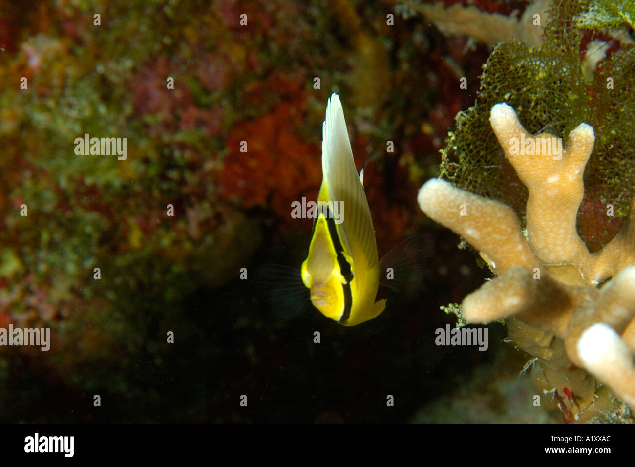 Redfin oval butterflyfish Chaetodon lunulatus Namu atoll Marshall ...