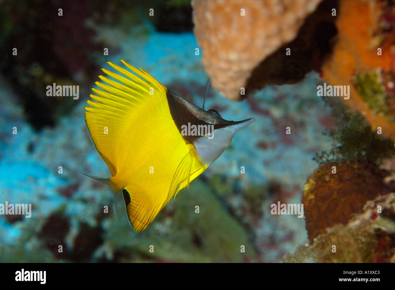 Longnose butterflyfish forcepsfish Forcipiger flavissimus Namu atoll ...