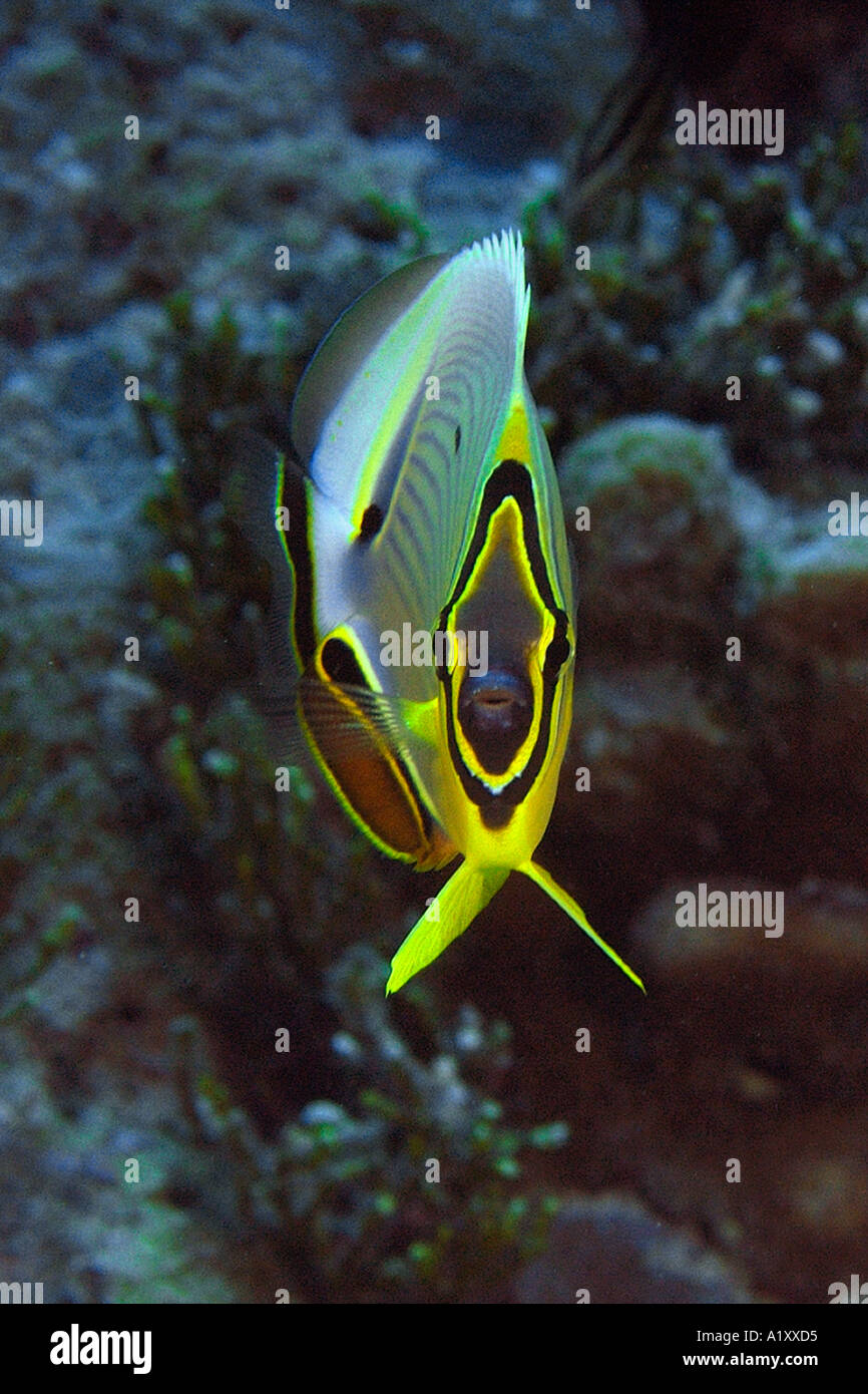 Oval fish hi-res stock photography and images - Alamy