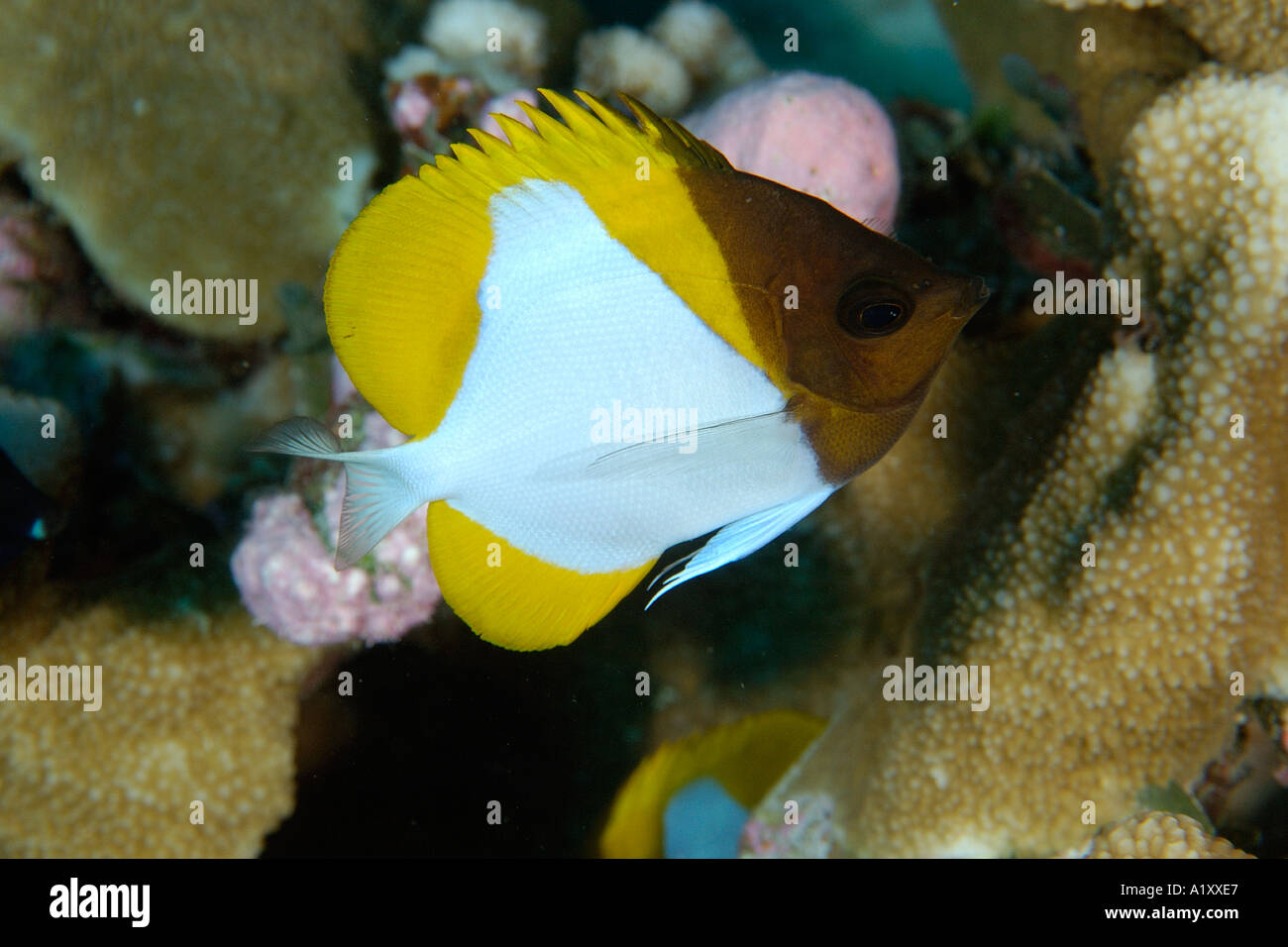 Pyramid butterflyfish Hemitaurichthys polylepis Namu atoll Marshall ...