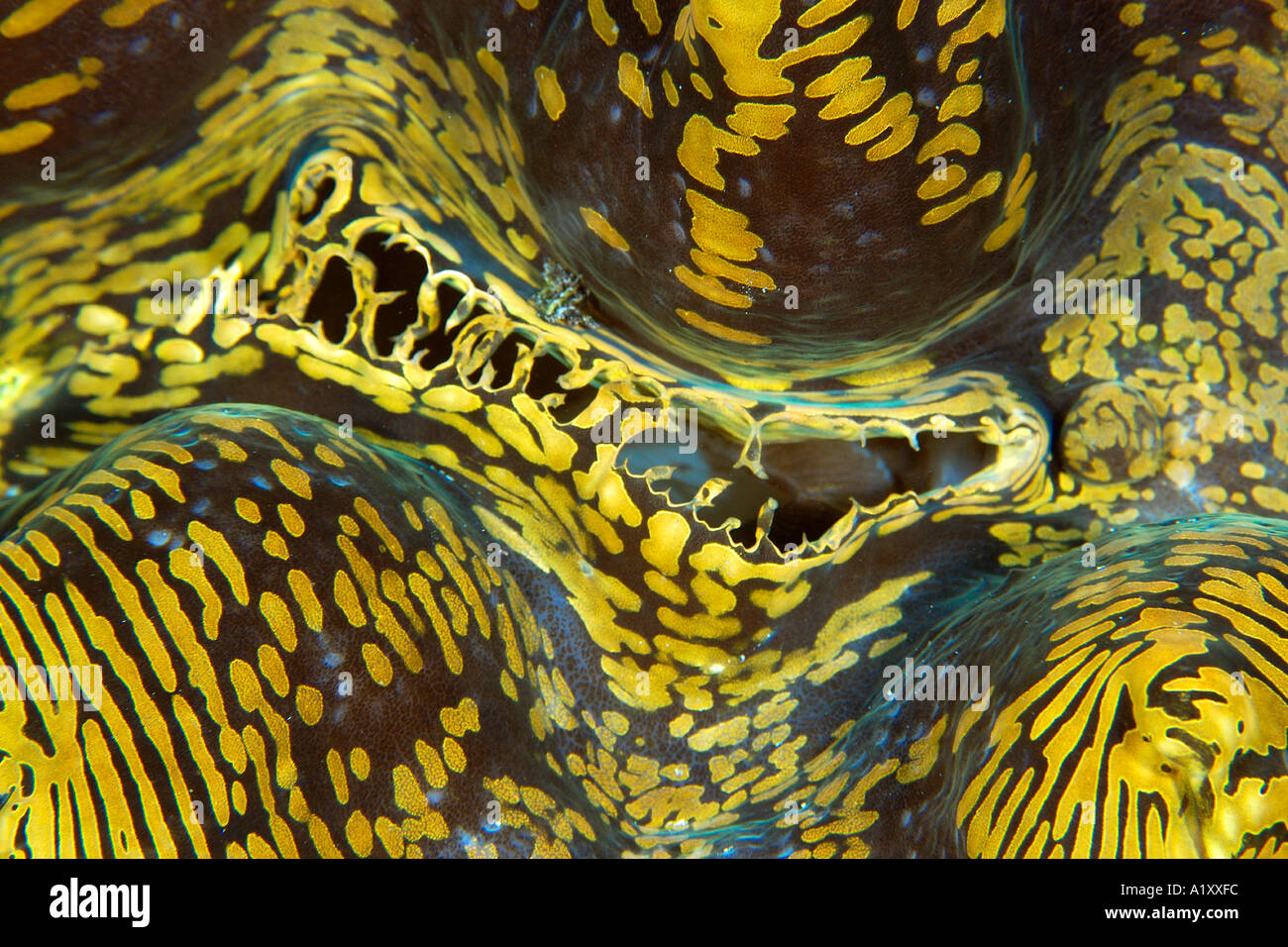 Fluted giant clam Tridacna squamosa mantle detail Namu atoll Marshall ...