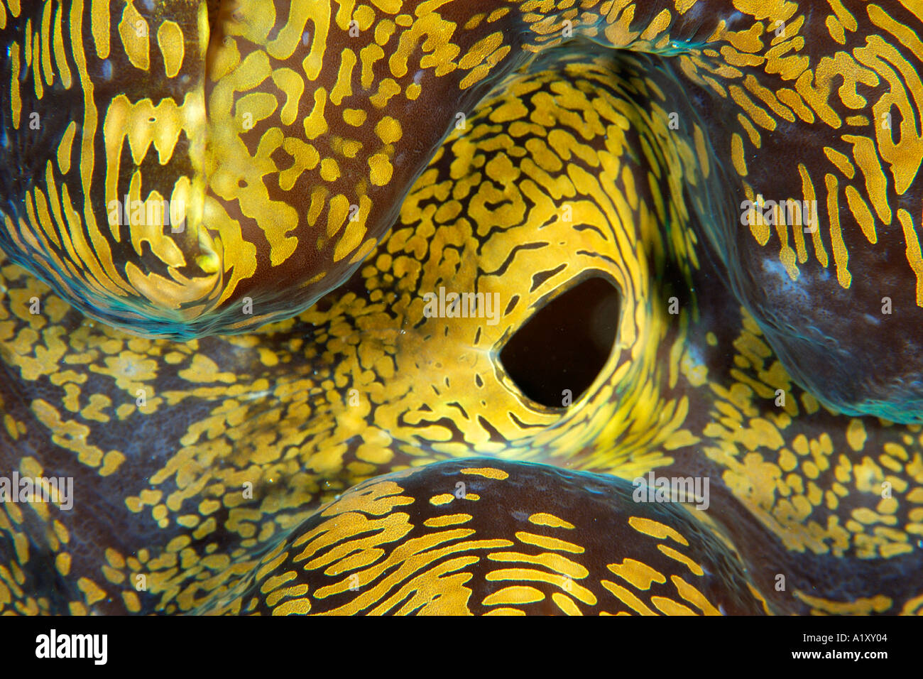 Fluted giant clam Tridacna squamosa siphon detail Namu atoll Marshall ...
