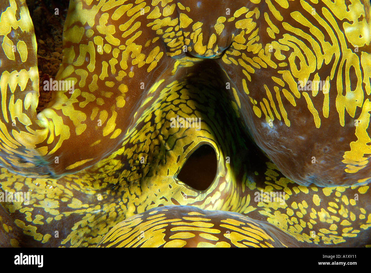 Fluted giant clam Tridacna squamosa siphon detail Namu atoll Marshall ...