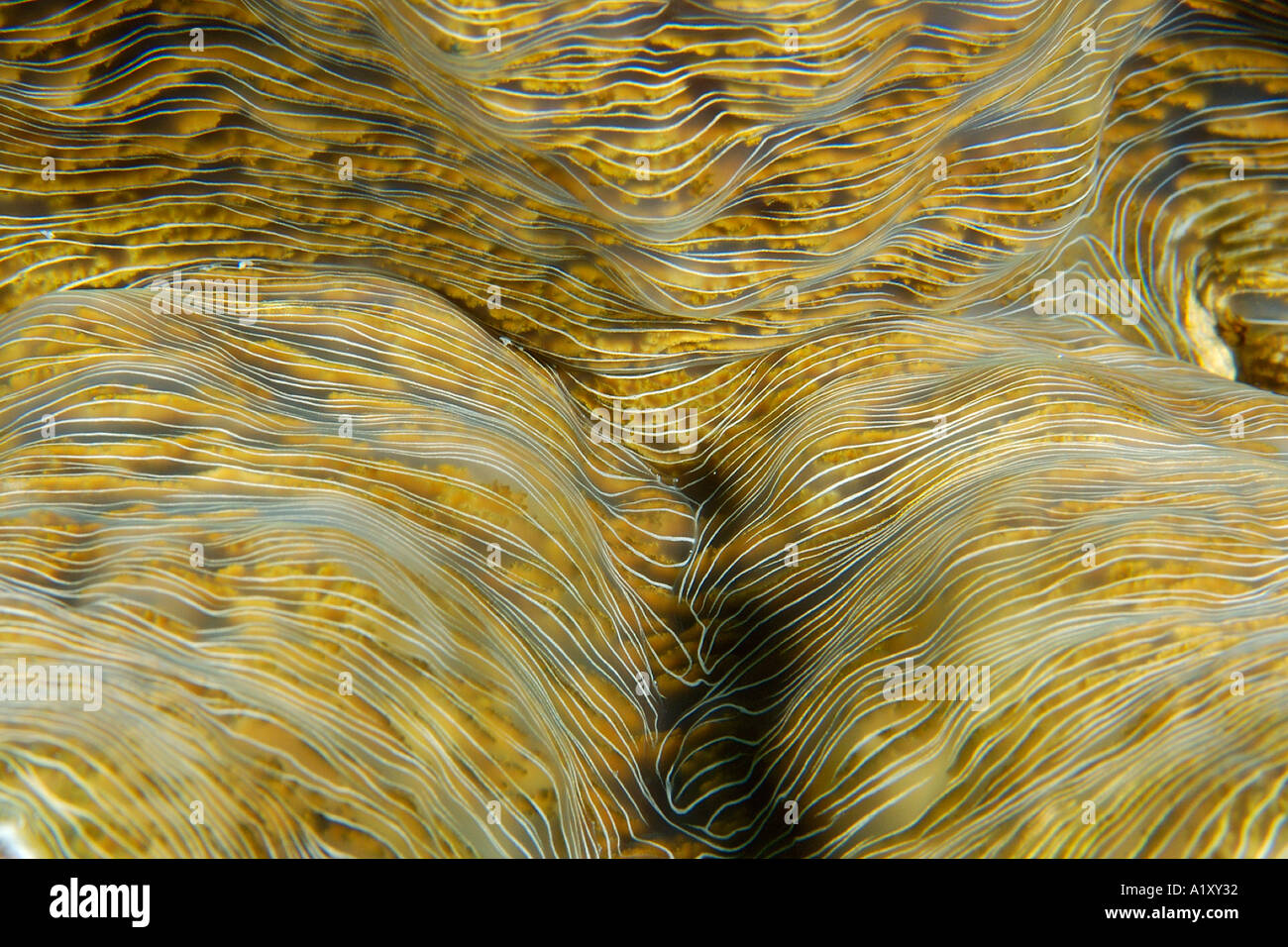 Horseshoe clam Hippopus hippopus mantle detail Namu atoll Marshall ...