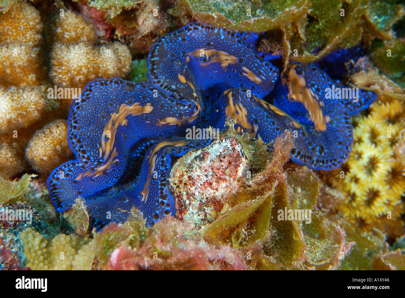 Small giant clams Tridacna maxima Namu atoll Marshall Islands N Pacific ...