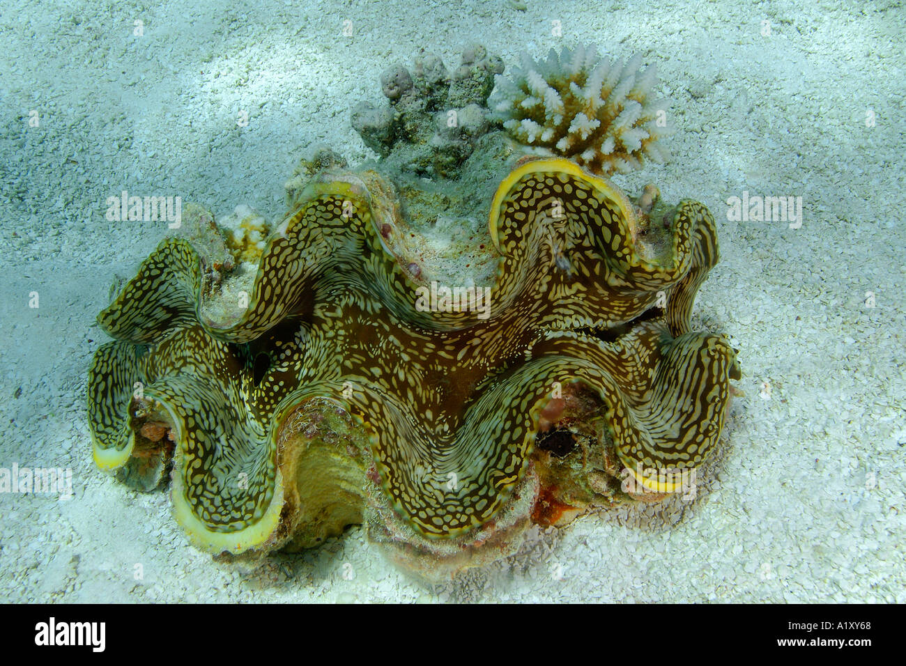 Giant fluted clam on sandy bottom Tridacna squamosa Namu atoll Marshall ...