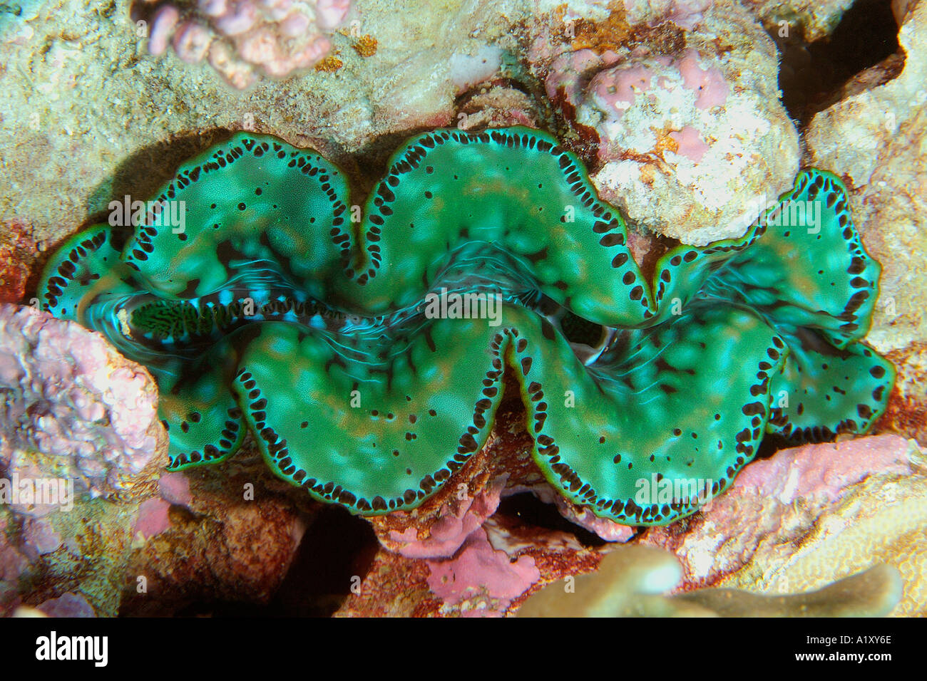 Small giant clam Tridacna maxima Namu atoll Marshall Islands N Pacific ...