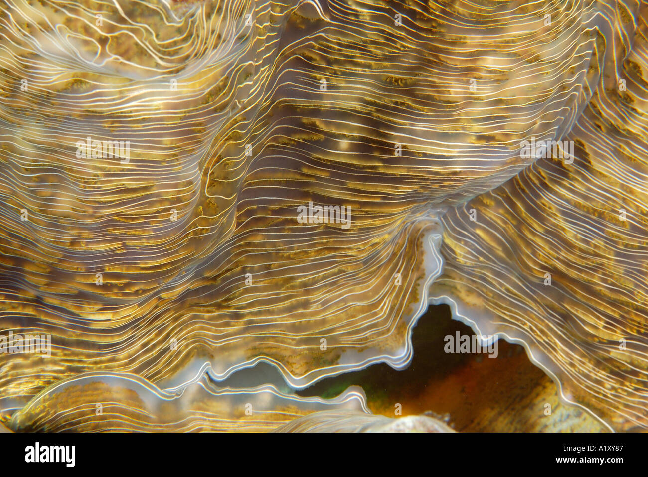 Horseshoe clam Hippopus hippopus mantle detail Namu atoll Marshall ...