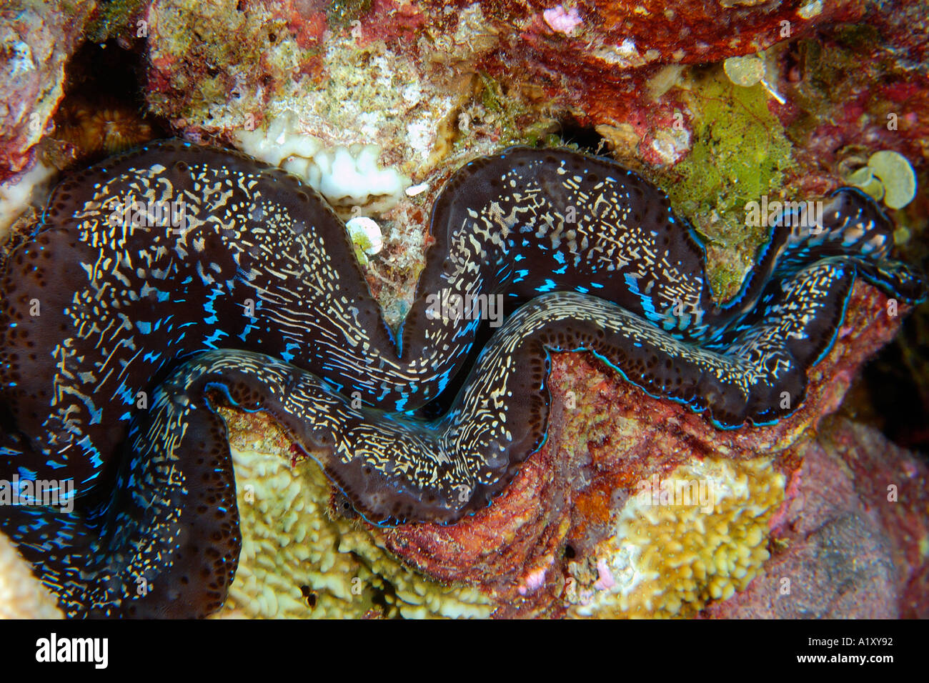 Small giant clam Tridacna maxima Namu atoll Marshall Islands N Pacific ...