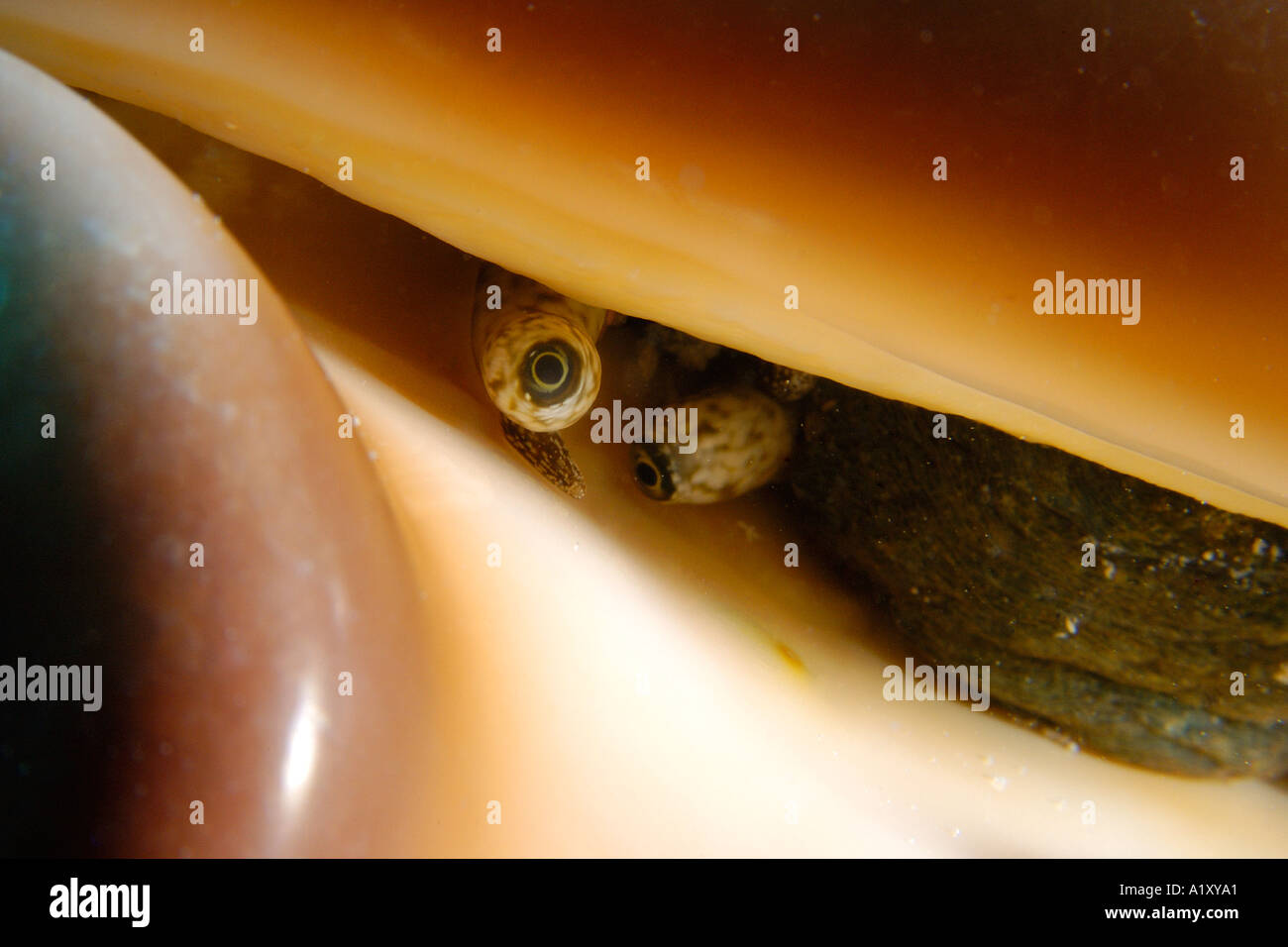 Stromb shell hi-res stock photography and images - Alamy