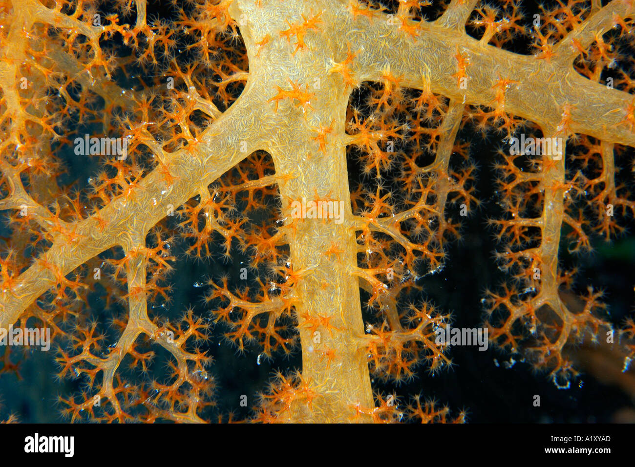 Soft coral Dendronephthya sp Namu atoll Marshall Islands N Pacific ...