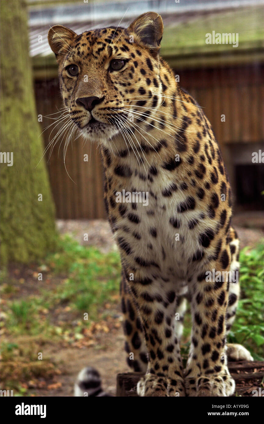 A curious male amur leopard Stock Photo - Alamy