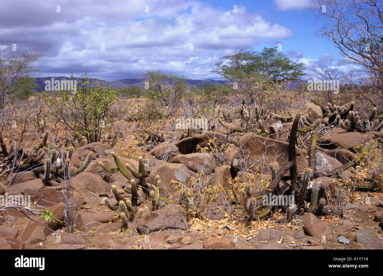 Sertao north brazil hi-res stock photography and images - Alamy