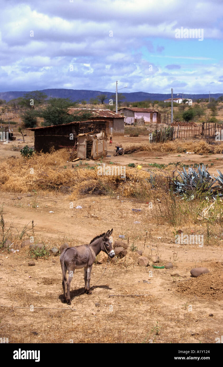 The Sertao, north east Brazil Stock Photo - Alamy