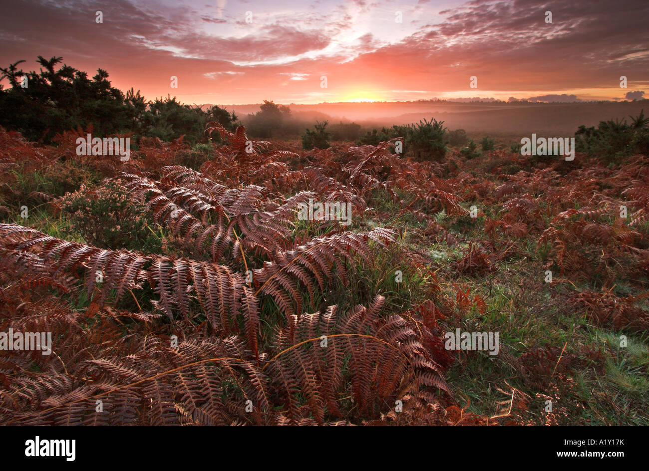 A brilliant sunrise over the bracken covered New Forest heathland ...