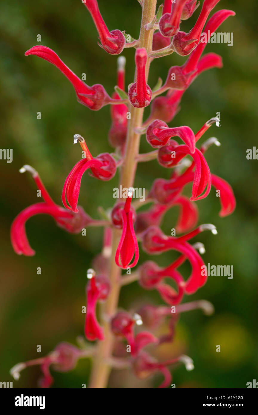 Lobelia orange flower hi-res stock photography and images - Alamy