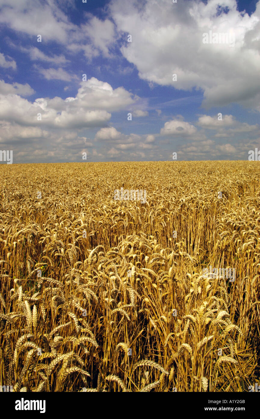 Wheat field in England UK Stock Photo - Alamy