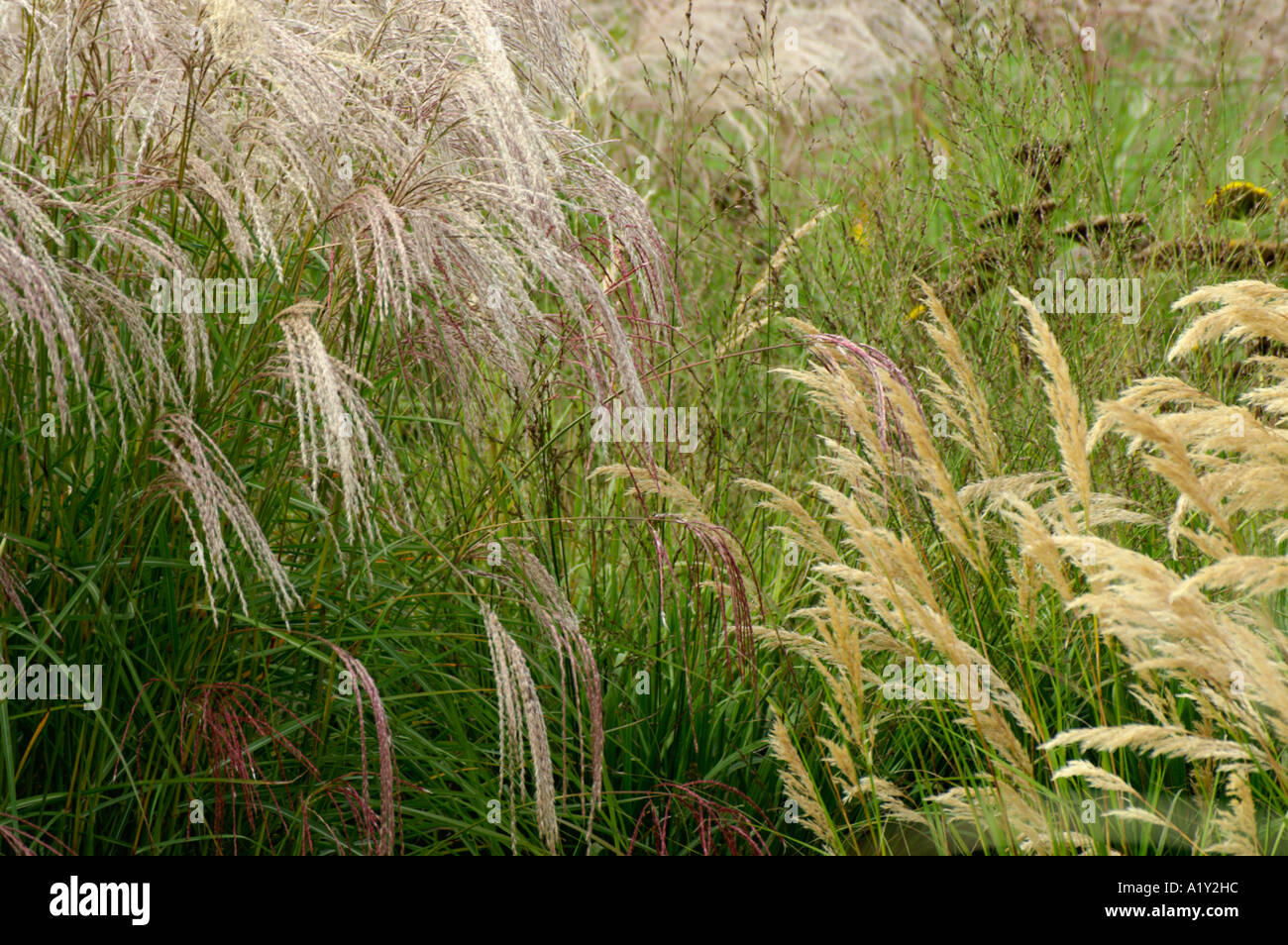 Miscanthus with mixed grasses Stock Photo - Alamy