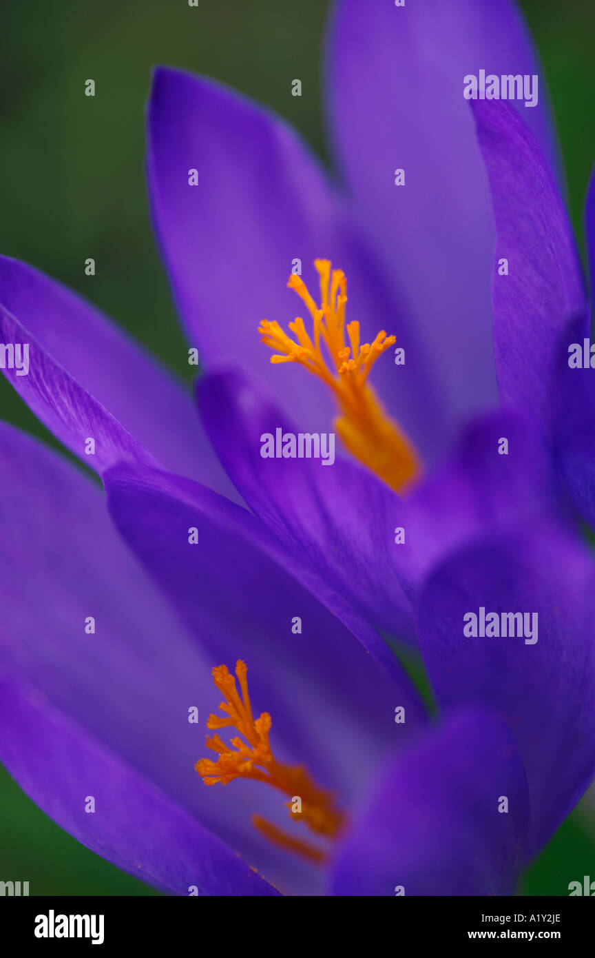 Crocus corm hi-res stock photography and images - Alamy