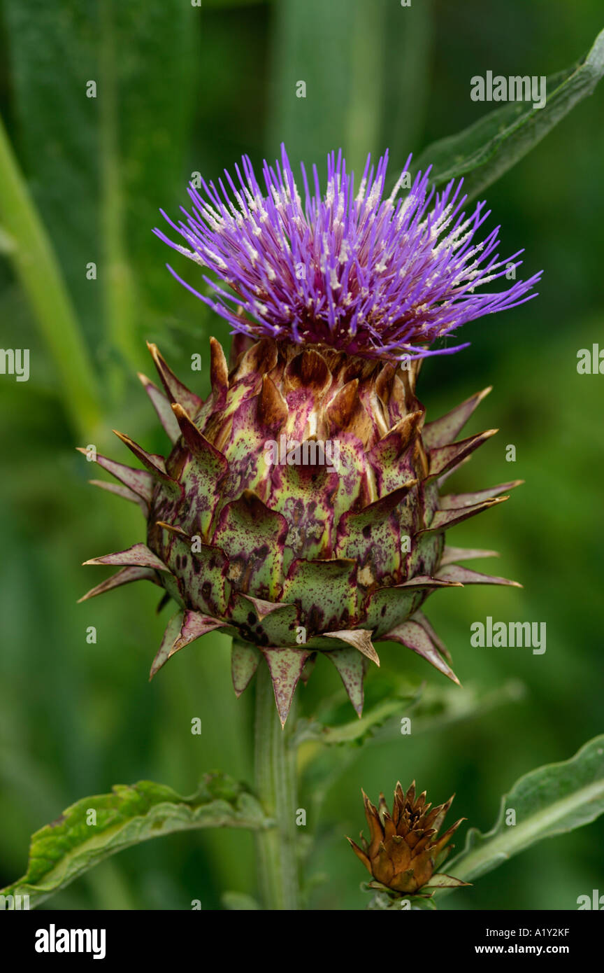 Purple cardoon hi-res stock photography and images - Alamy