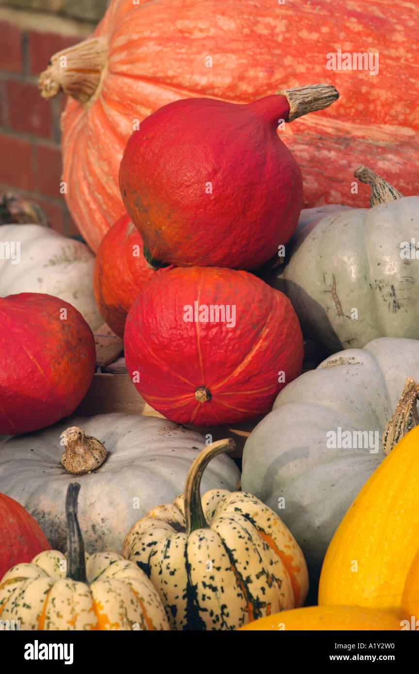 Cucurbita Mixed Pumpkins Stock Photo - Alamy