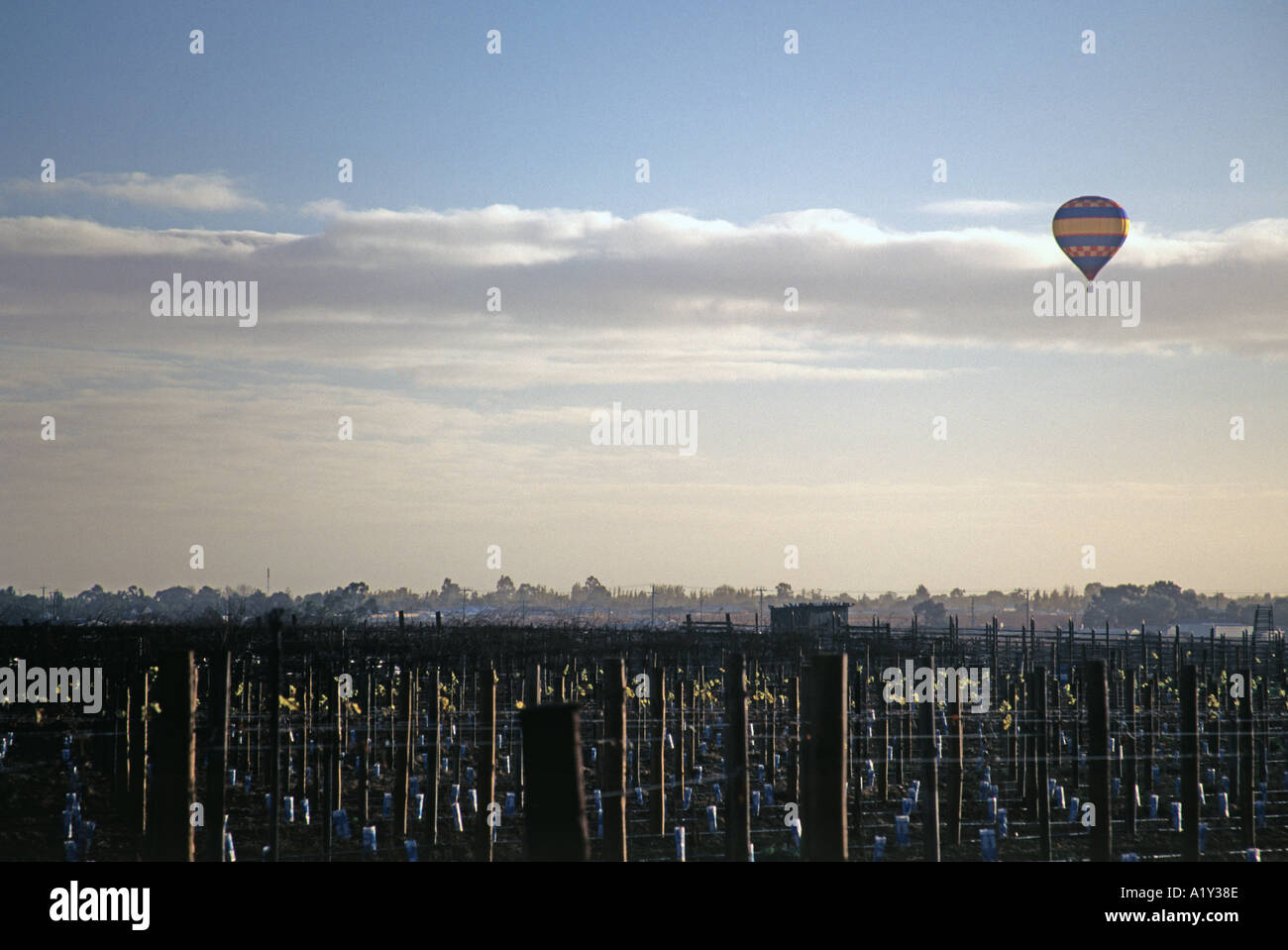 Balloon over Mildura vineyards Stock Photo - Alamy