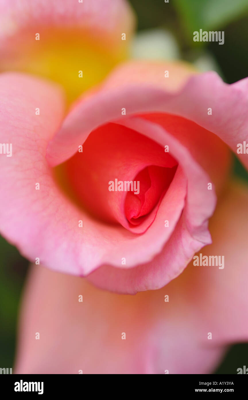 Rosa Compassion Climbing Rose Stock Photo - Alamy