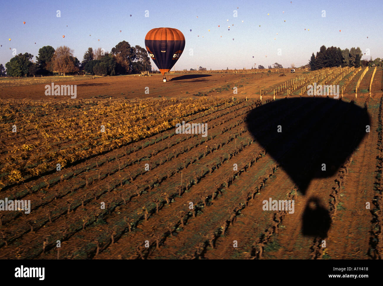 Hot air balloons landing in the vineyards, Mildura, Australia Stock ...